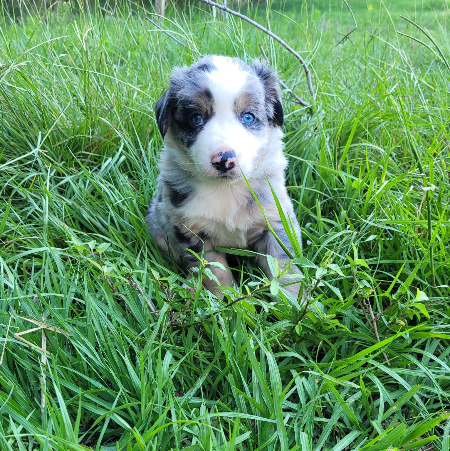 CrossBow Land and CattleCurrent Litter of Texas Heelers - CrossBow Land ...